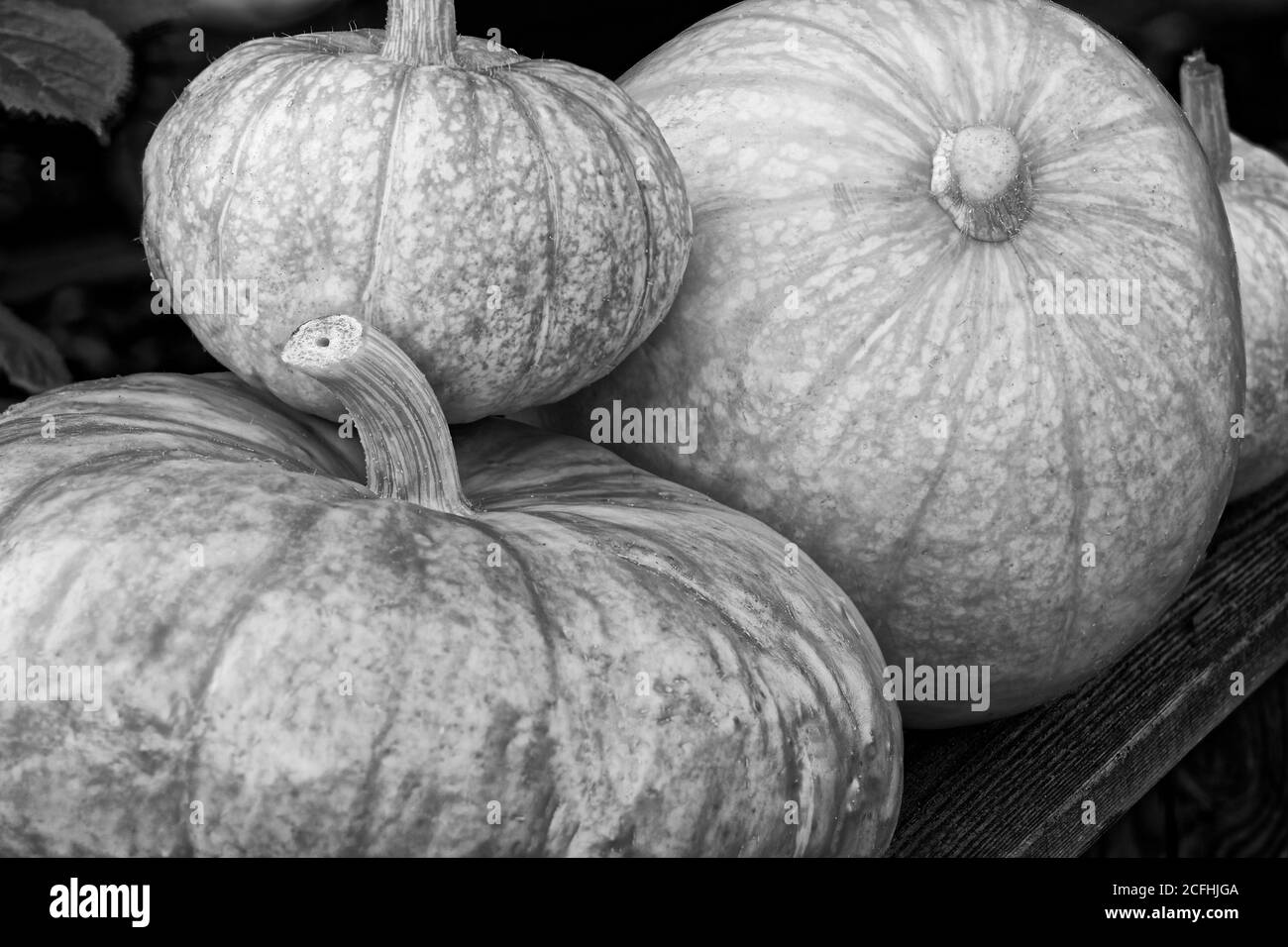 Citrouille verte Banque d'images noir et blanc - Alamy