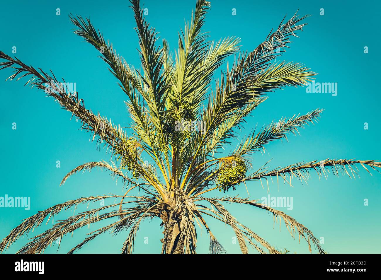 Arbre de dattes avec des fruits Banque de photographies et d’images à ...