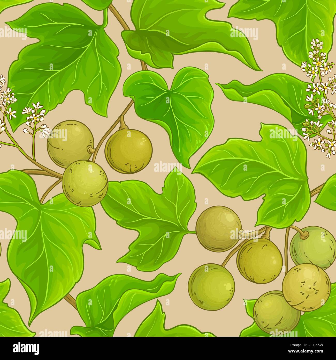 Kukui nut Banque d'images vectorielles - Alamy