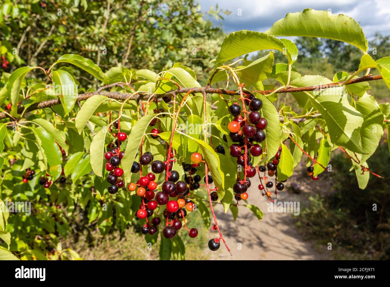 Baies sauvages dans la campagne anglaise Banque de photographies et d ...