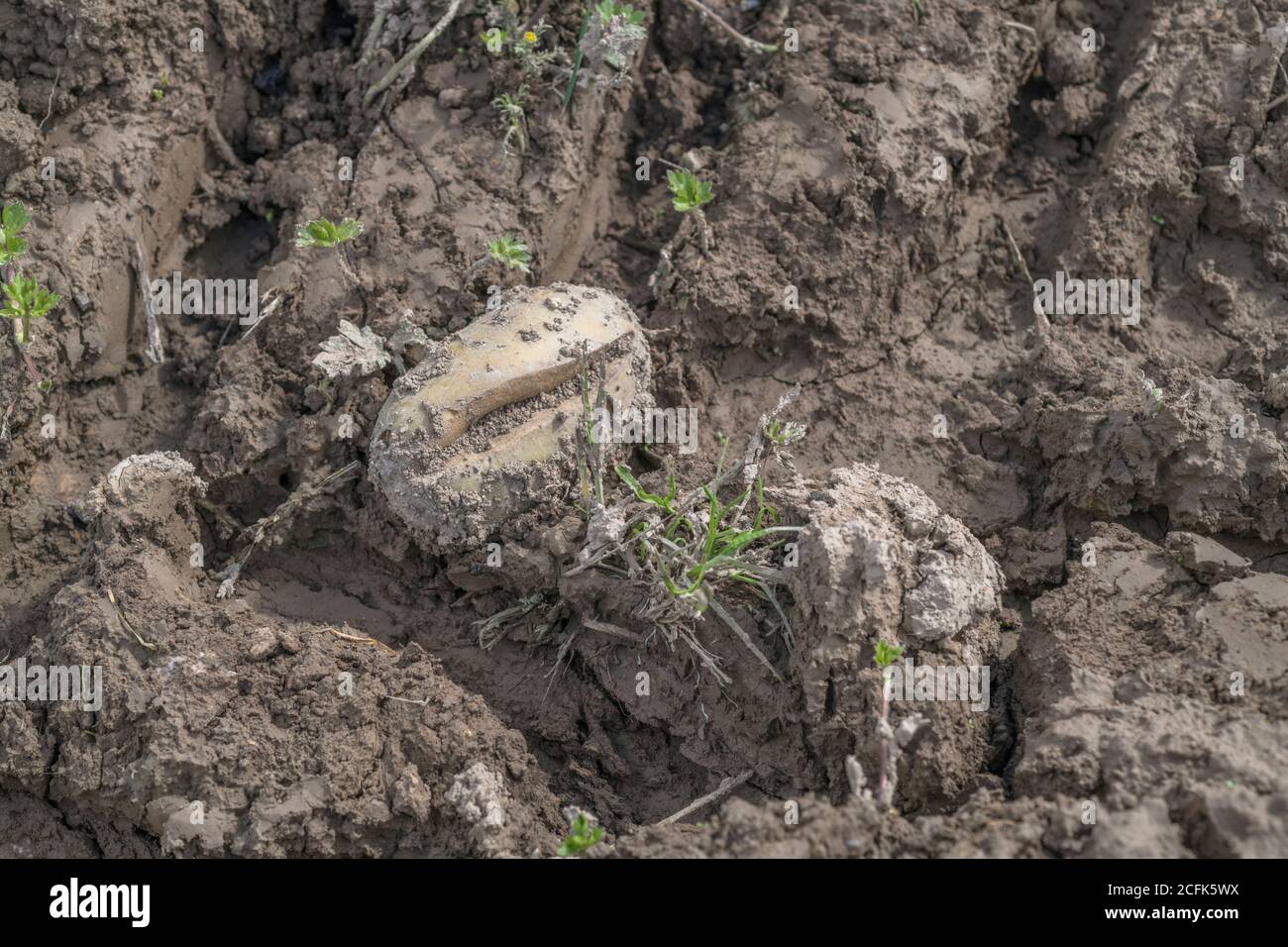 Tubercule de pomme de terre fendu Banque de photographies et d’images à ...