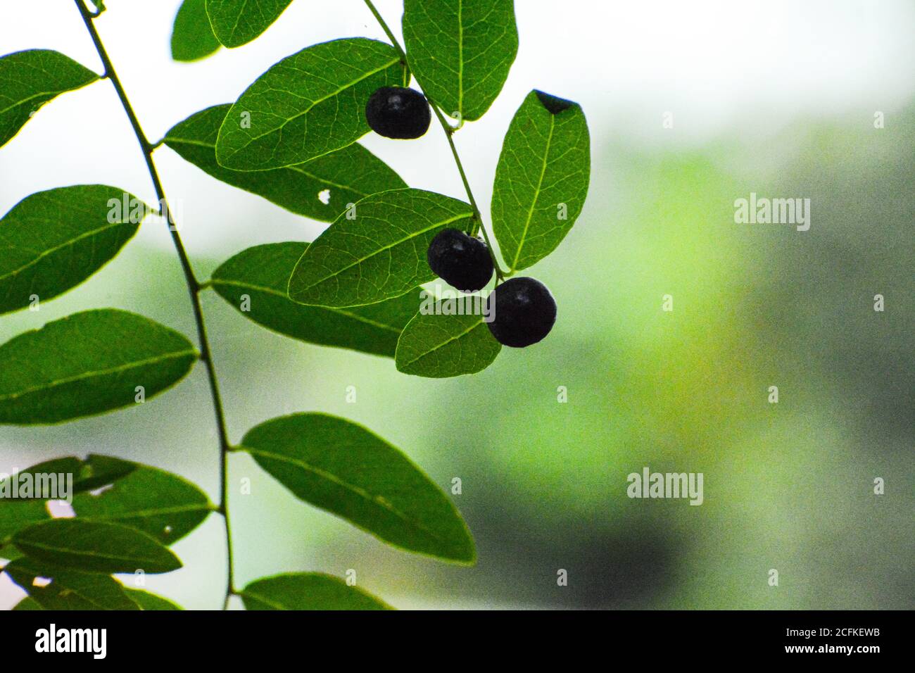 Fruit sauvage Banque de photographies et d’images à haute résolution ...