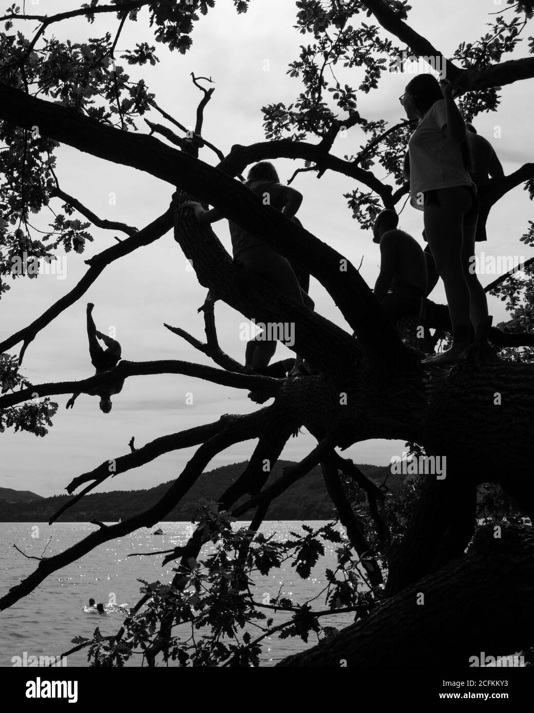 Arbre Au Bord Du Lac Banque d'images noir et blanc - Page 2 - Alamy