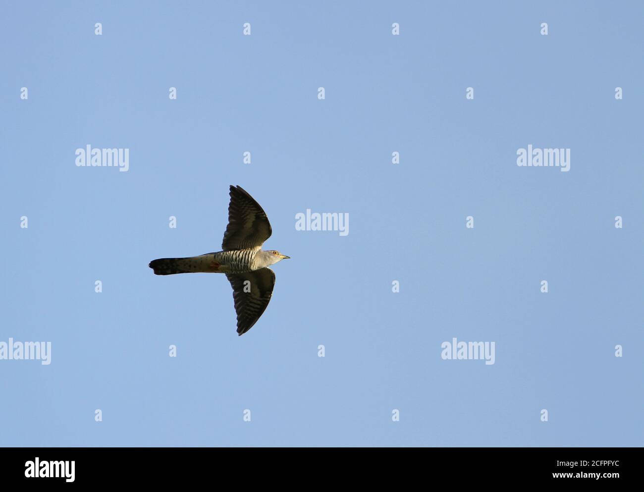 Cuculus optatus Banque de photographies et d’images à haute résolution ...