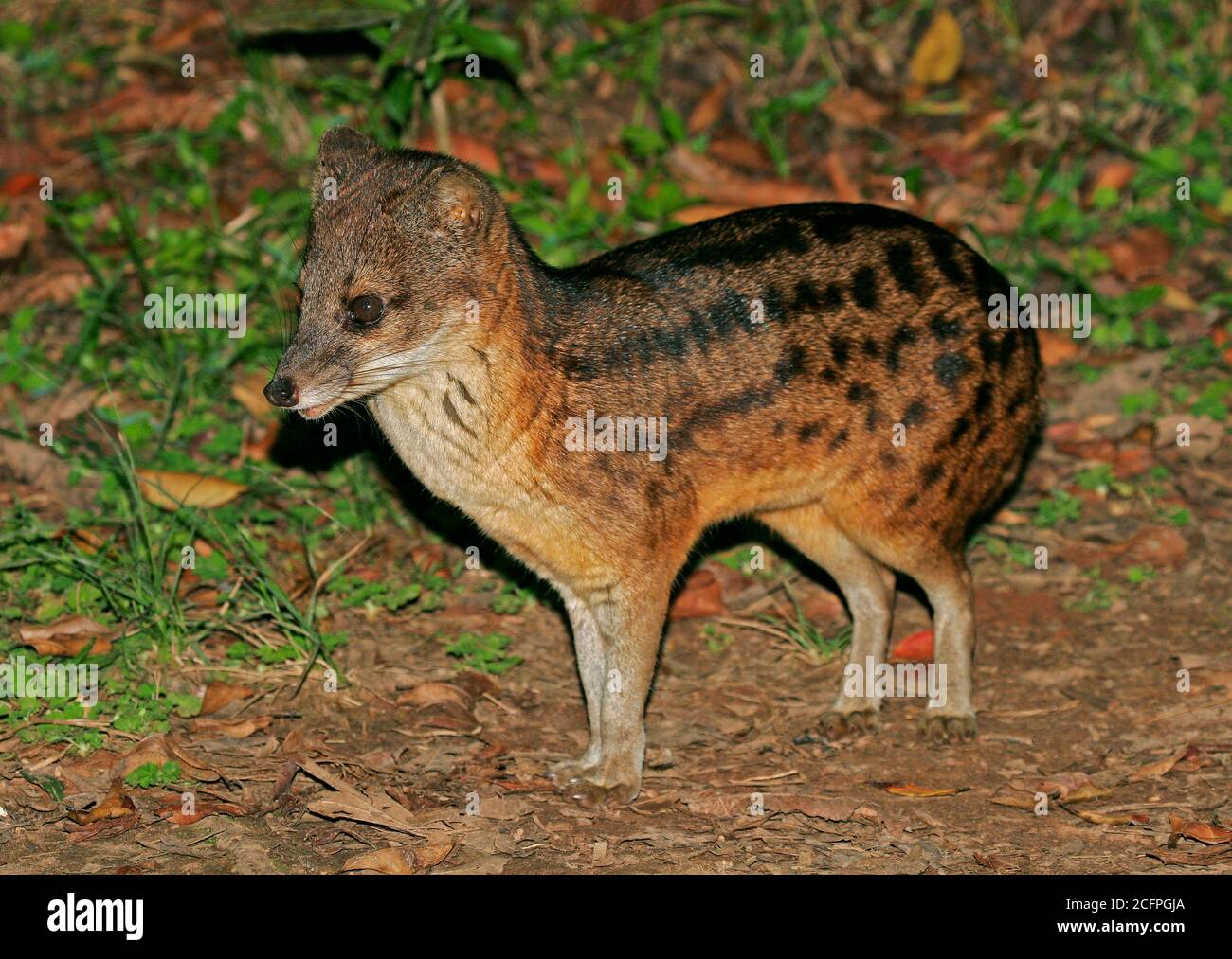 Fanaloka tacheté Banque de photographies et d’images à haute résolution ...
