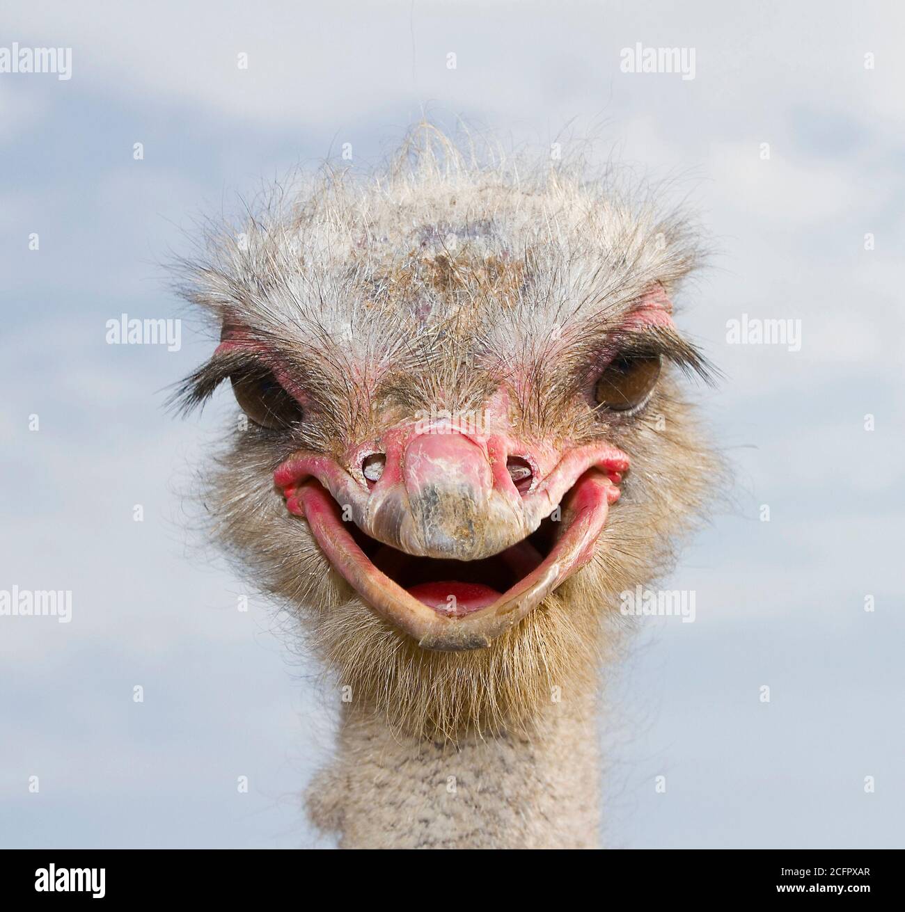Tête d'oiseau d'autruche, Struthio camelus Photo Stock - Alamy