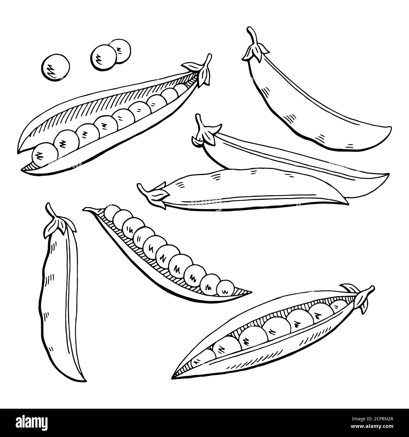 Gousse de haricot Banque d'images vectorielles - Alamy