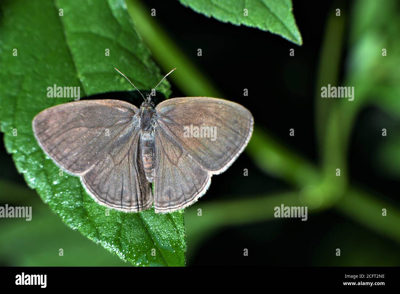 Papillon gris Banque de photographies et d’images à haute résolution ...