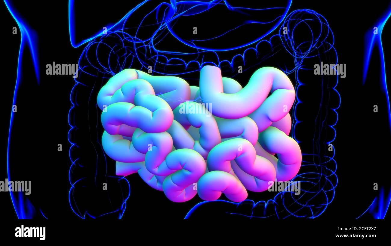 Intestin grêle 3D Illustration système digestif humain Anatomie pour ...
