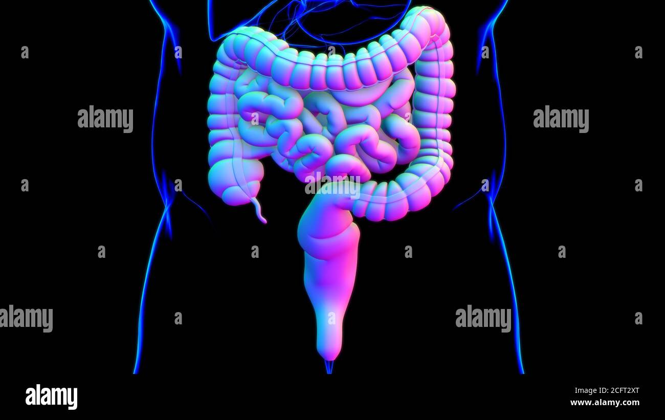 Intestin grêle et gros intestin 3D Illustration système digestif humain ...