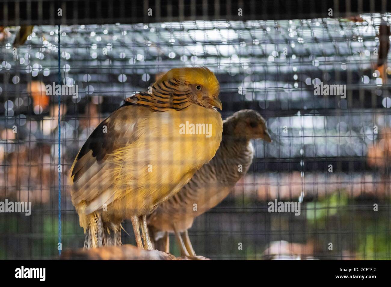 Couple de faisan Banque de photographies et d’images à haute résolution ...