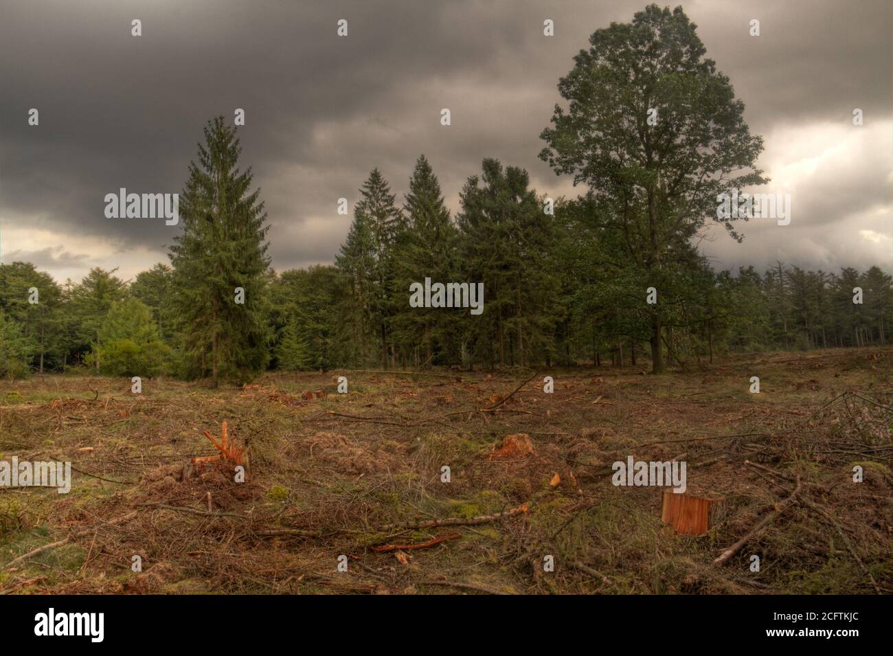 La déforestation, une grande zone de défrichement dans une forêt Photo ...