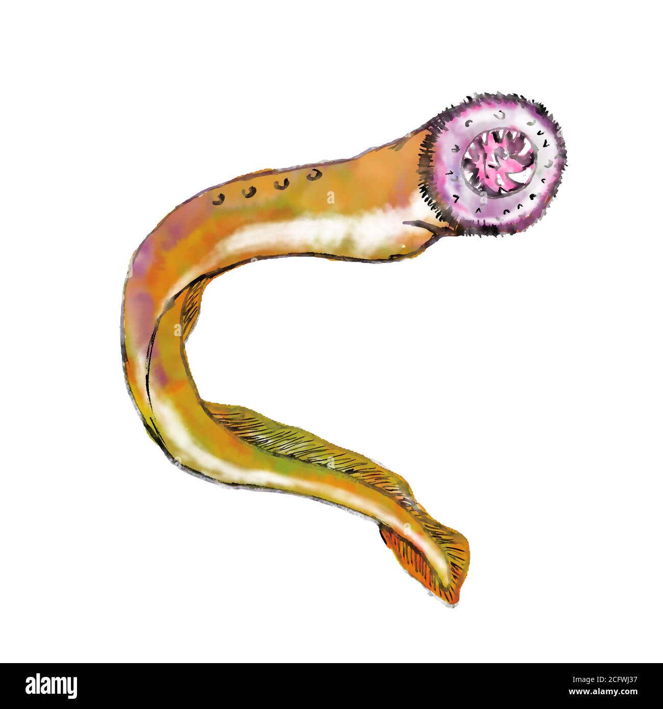 Parasite anadrome Banque de photographies et d’images à haute ...