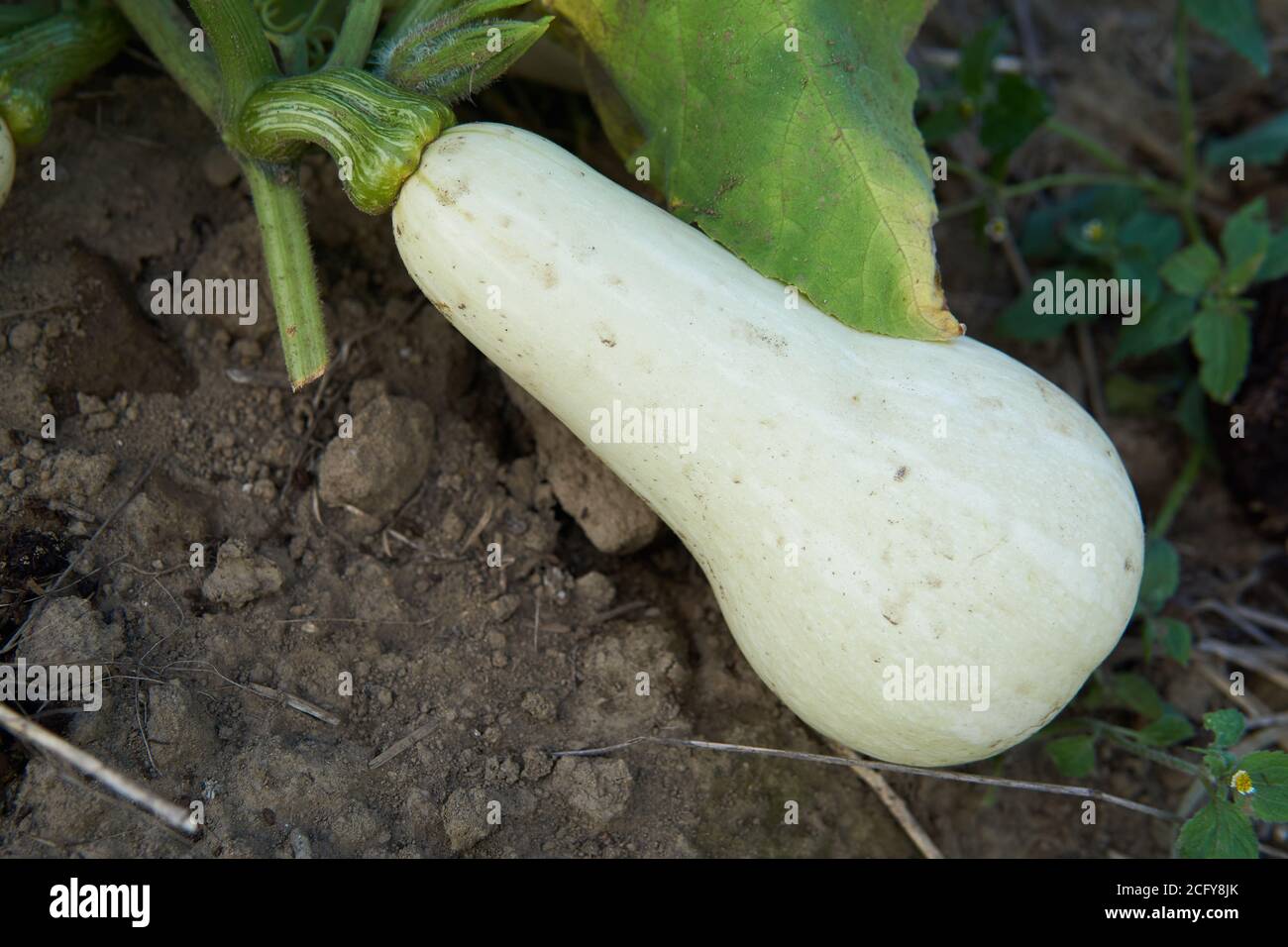 Courge butternut blanche Banque de photographies et d’images à haute ...