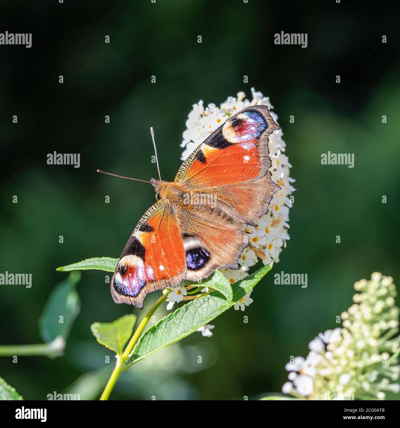 Papillon Marron Et Blanc Banque d'image et photos - Alamy