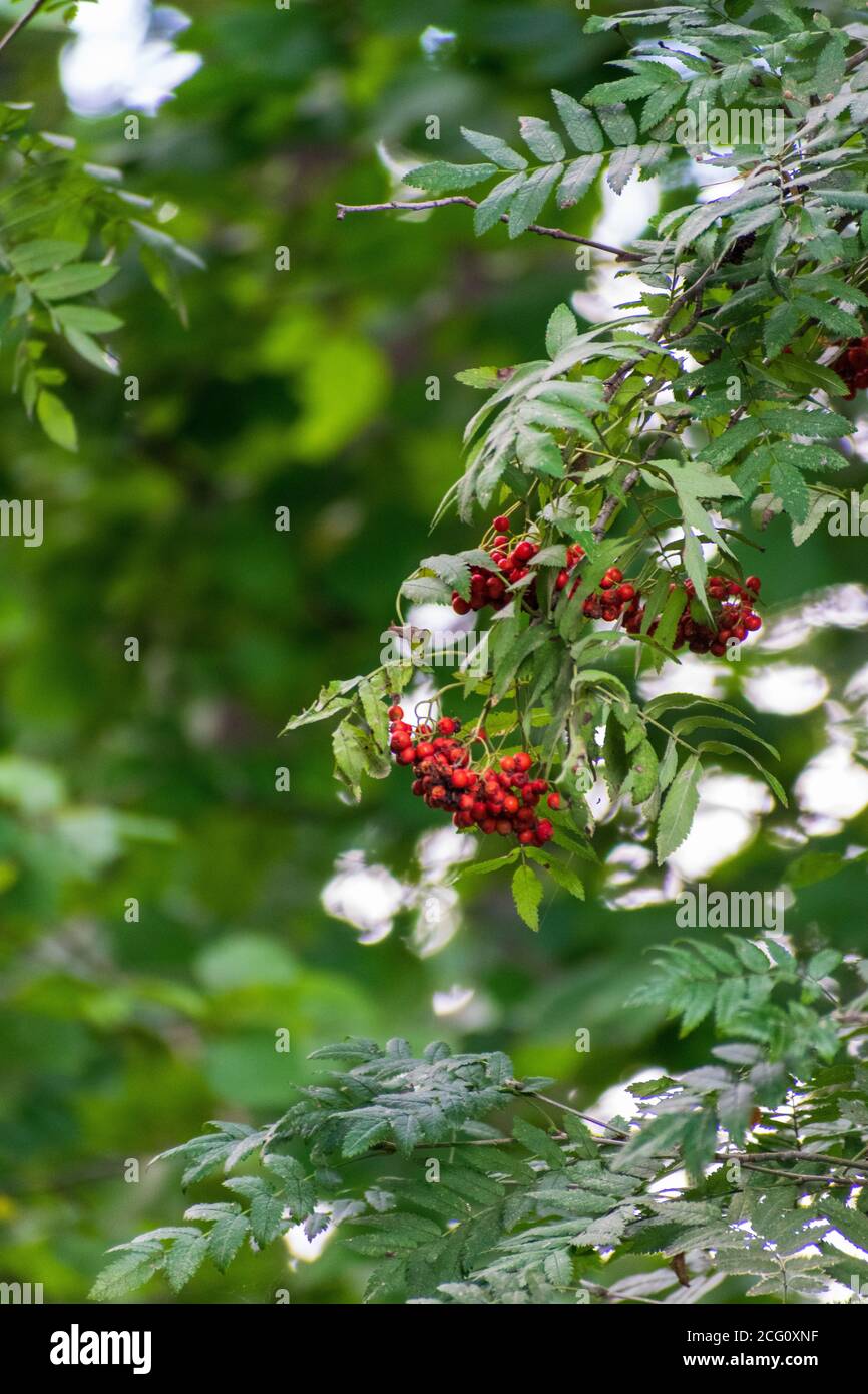 Une photographie de rowan (Sorbus aucuparia) fruits poussant sur un ...