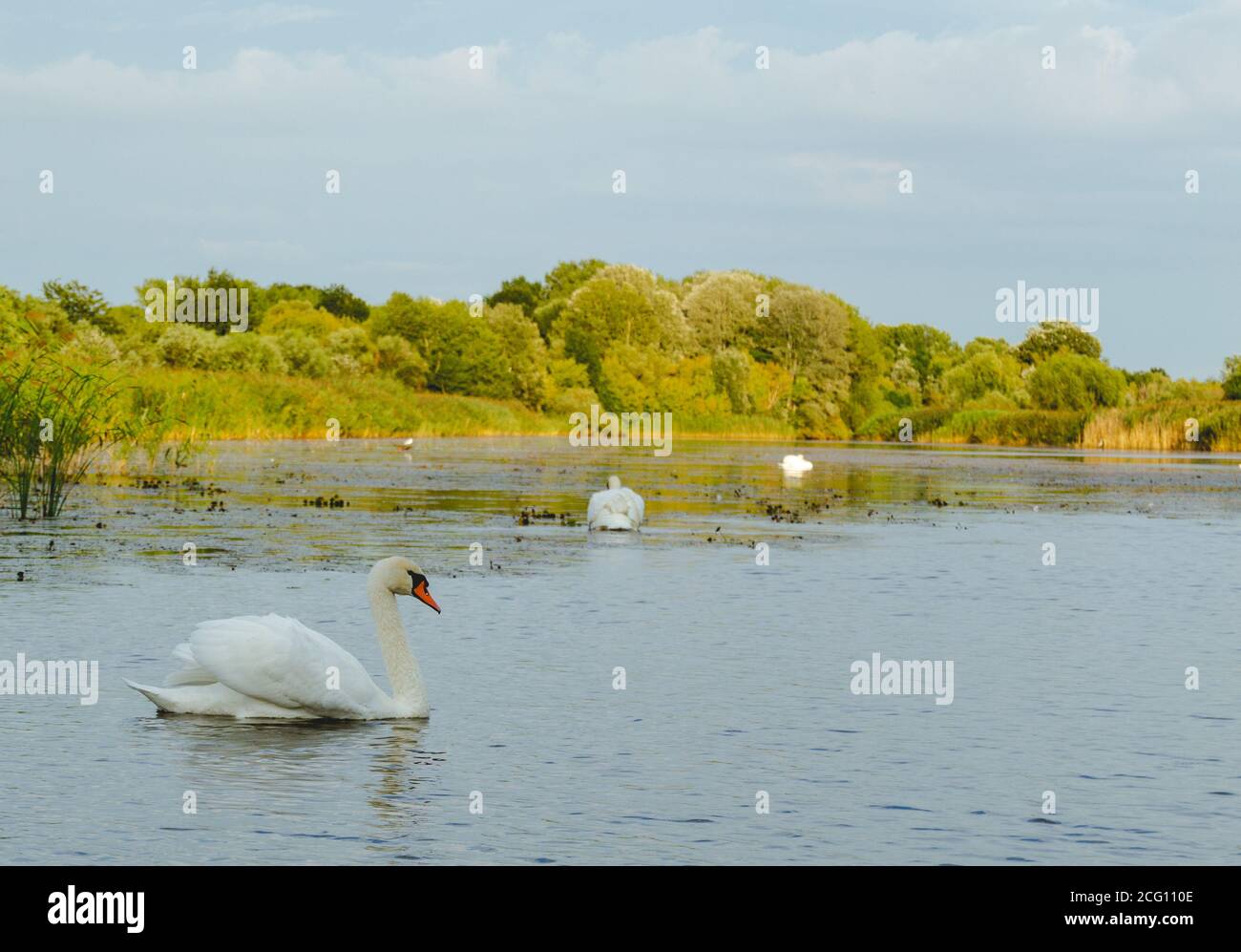 Cygne Dans Son Habitat Naturel Banque d'image et photos - Alamy