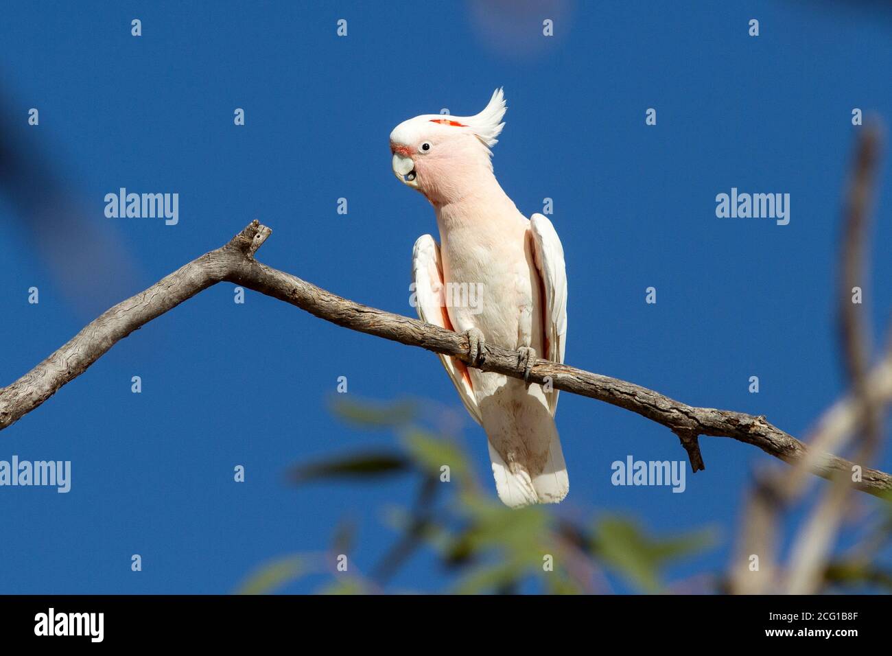 Pink cockatoo Banque de photographies et d’images à haute résolution ...