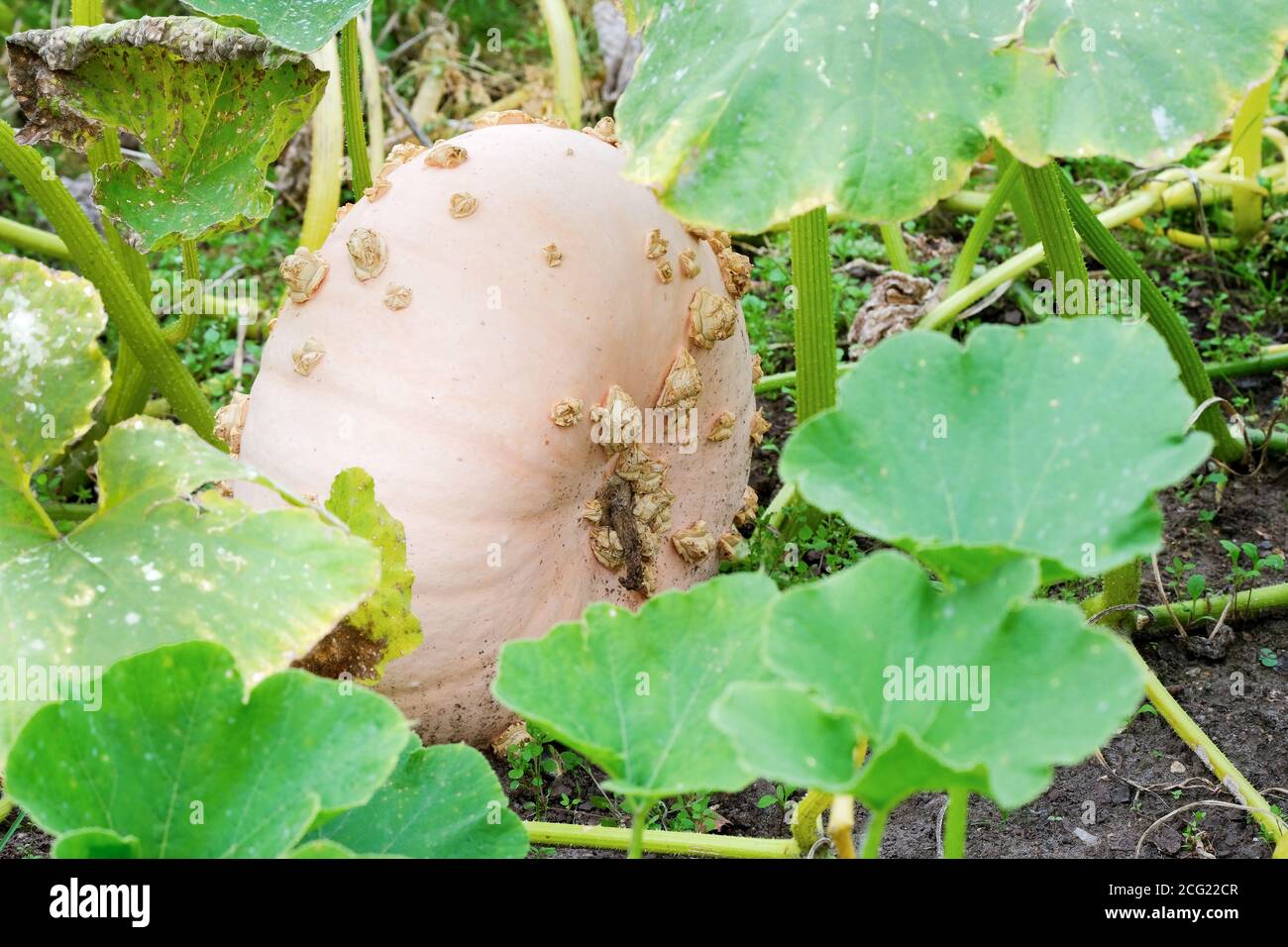 Courge brodee galeuse Banque de photographies et d’images à haute ...