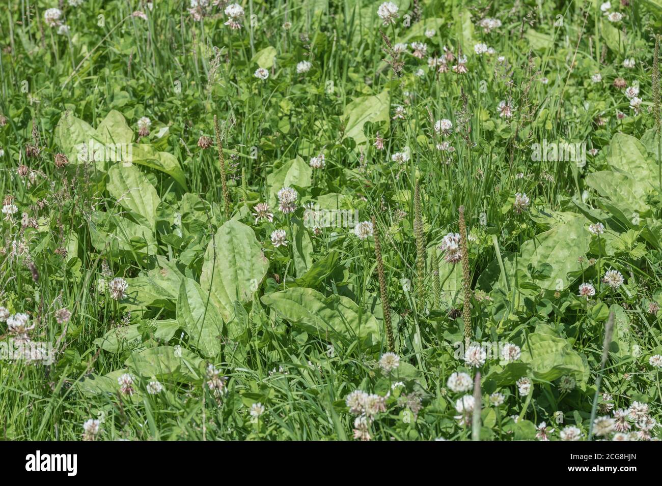 Feuilles de grand Plantain / Plantago majeur à côté de la floraison ...