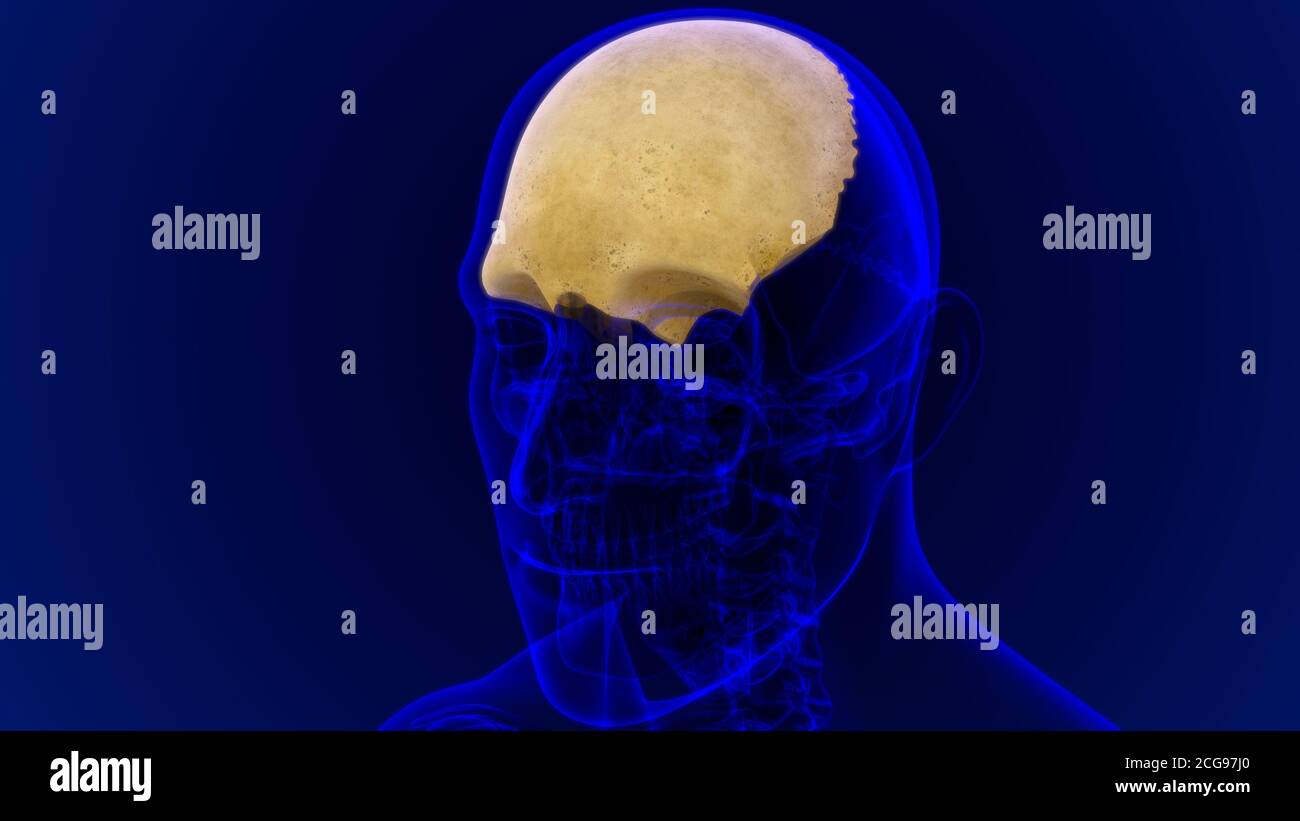 Squelette humain crâne Anatomie osseuse frontale pour le concept ...