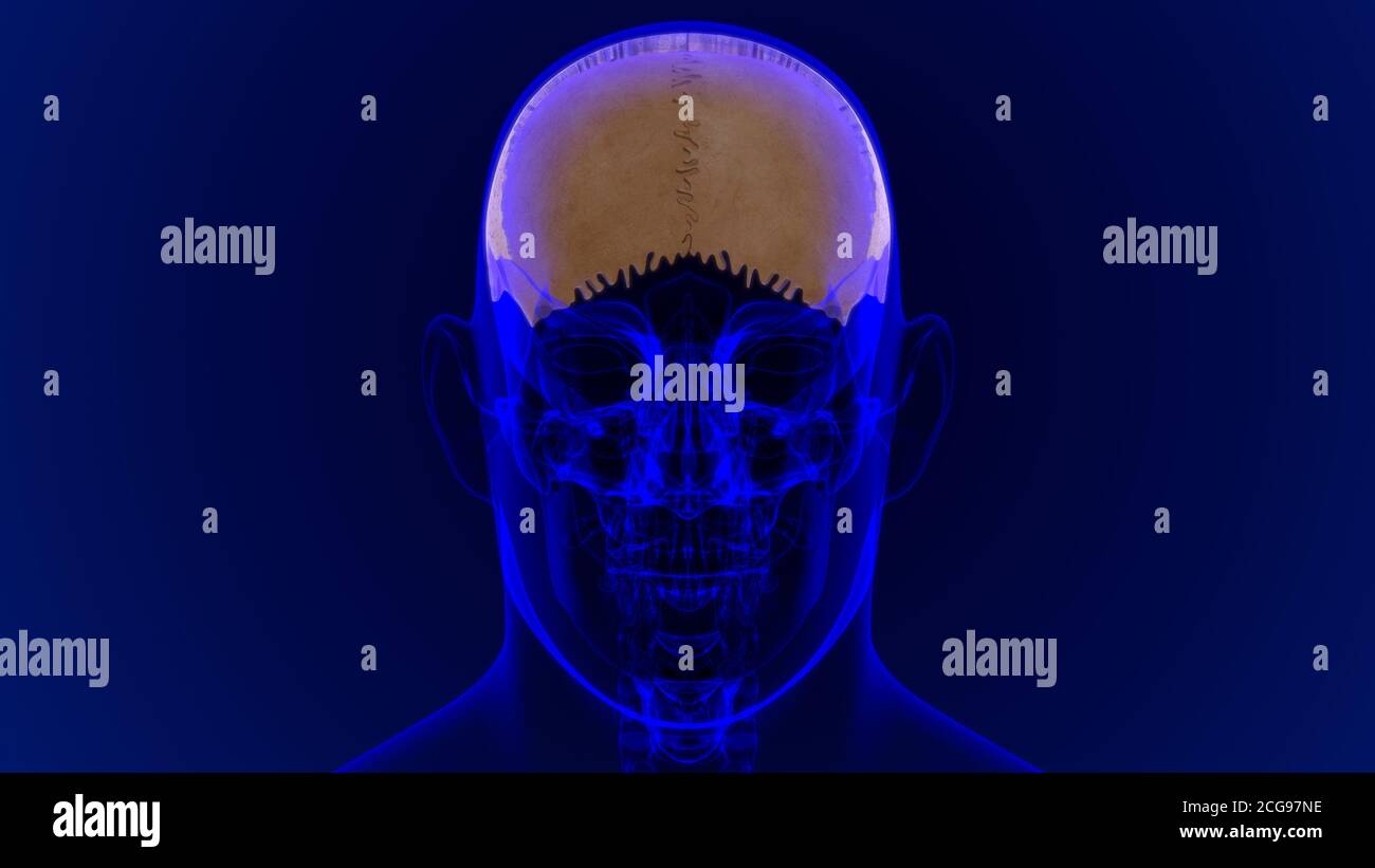 Squelette humain crâne pariétal OS Anatomie pour le concept médical ...