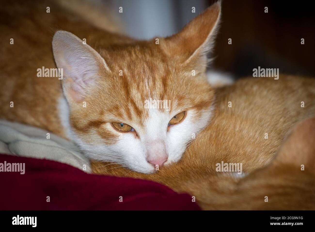 Chaton chat animal dormant Banque de photographies et d’images à haute ...