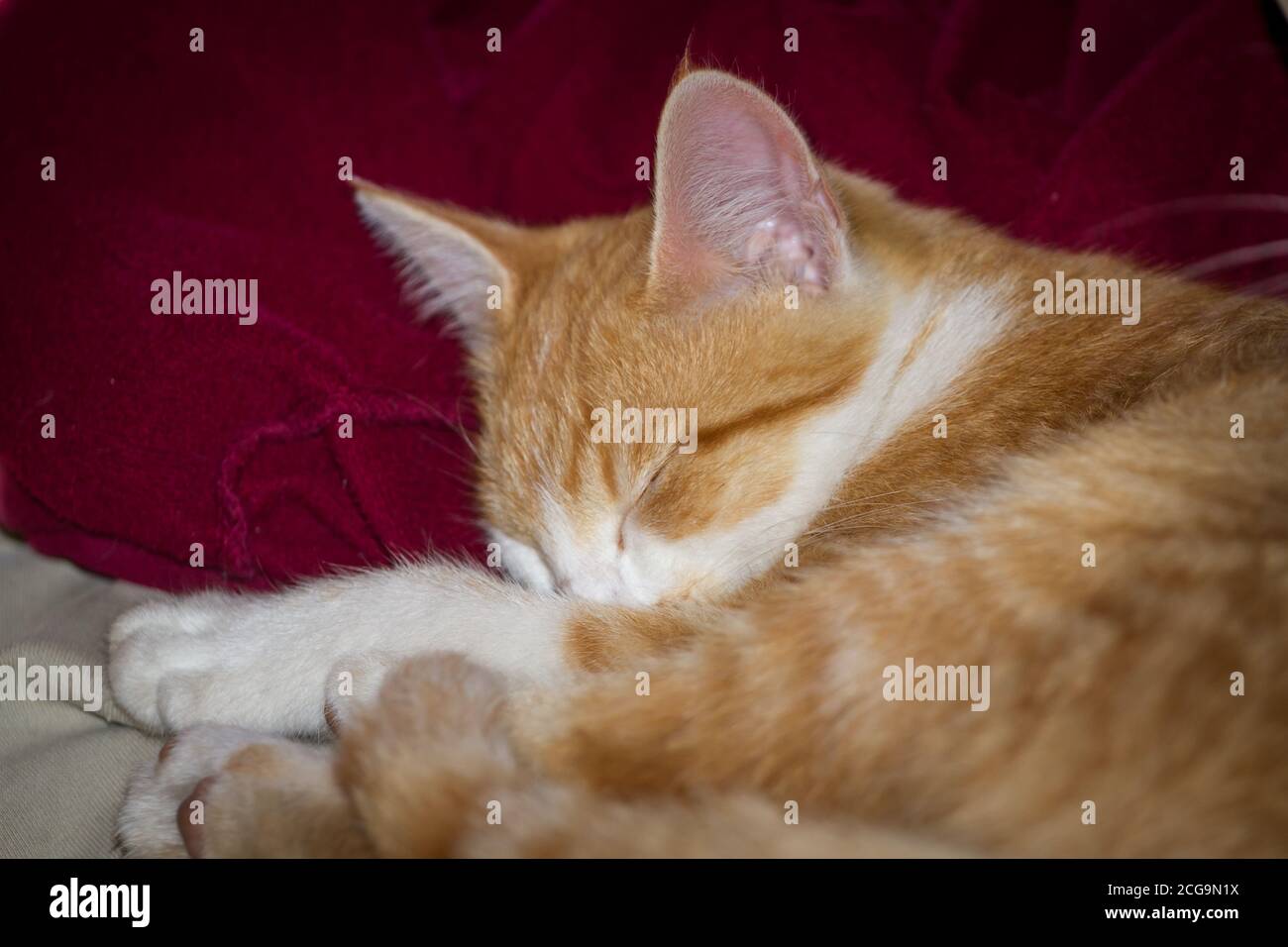Chaton chat animal dormant Banque de photographies et d’images à haute ...