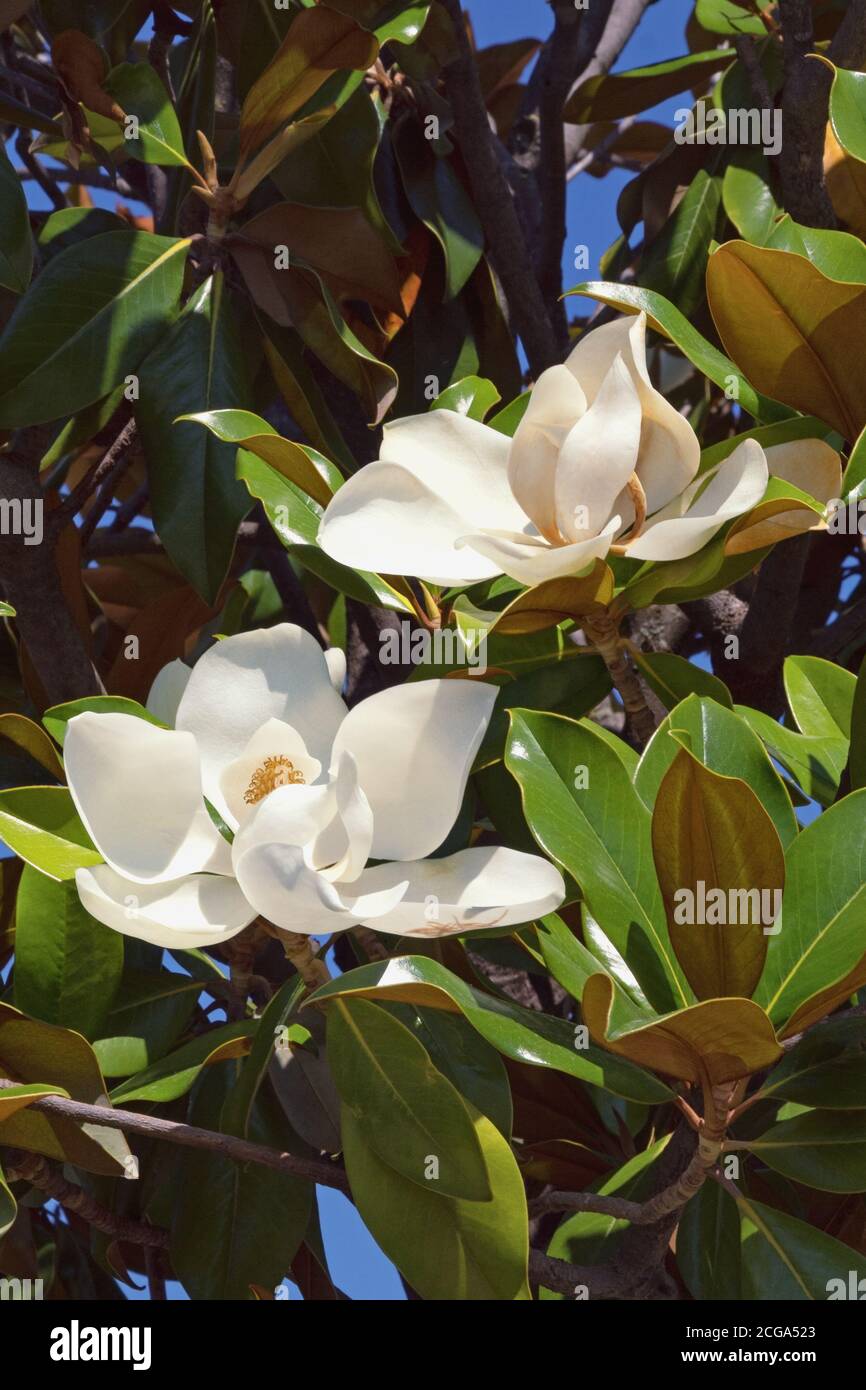 Arbre magnolia grandiflora Banque de photographies et d’images à haute ...