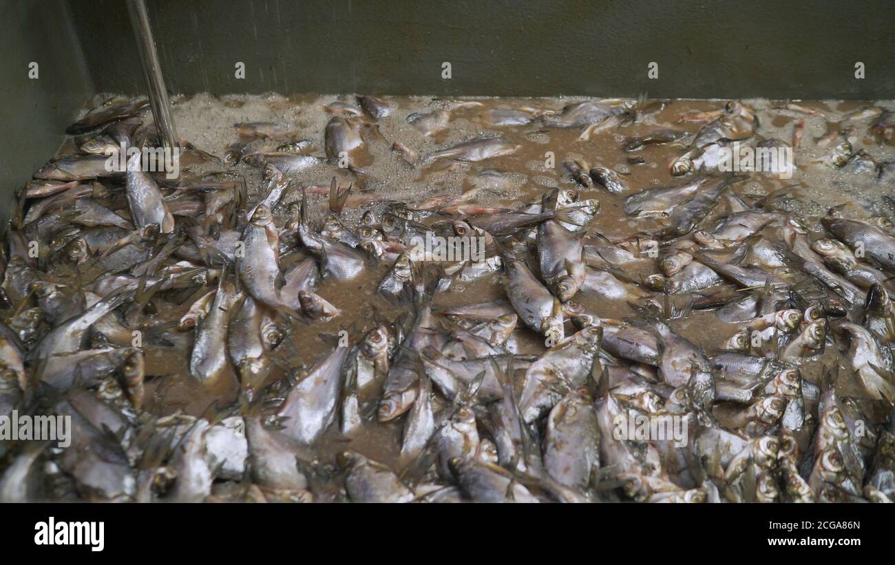 Poisson frais dans la salle de bains à l'usine de transformation du ...