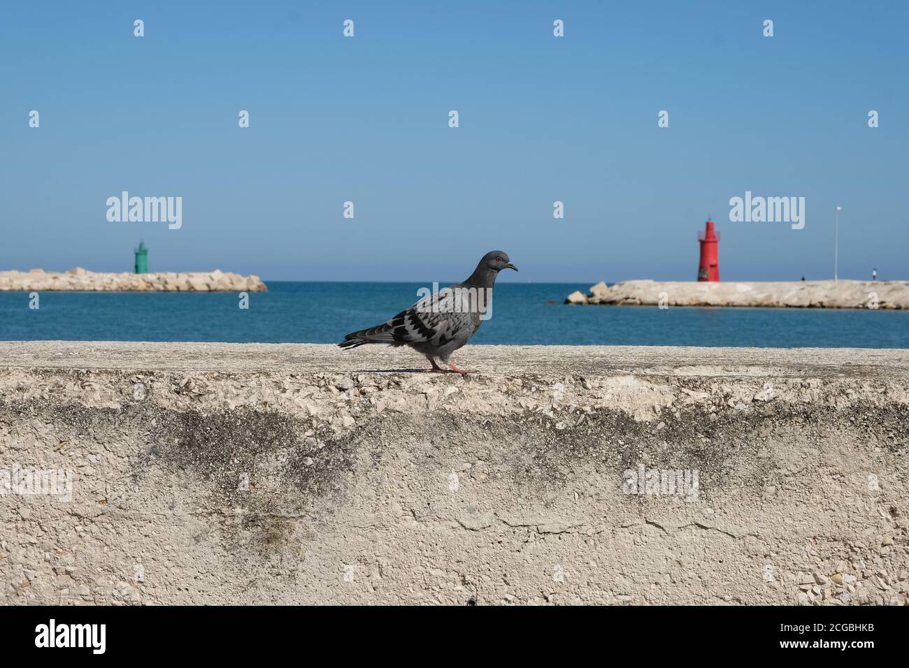 Colombe qui vole avec paysage Banque de photographies et d’images à ...
