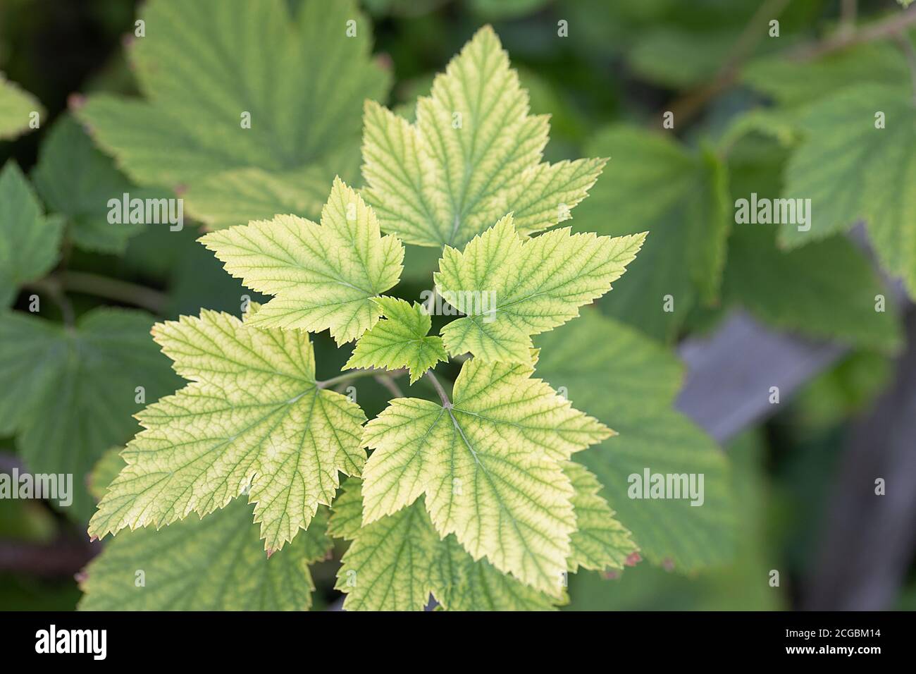 Carence en minéraux dans les plantes. Manque d'azote, potassium ...