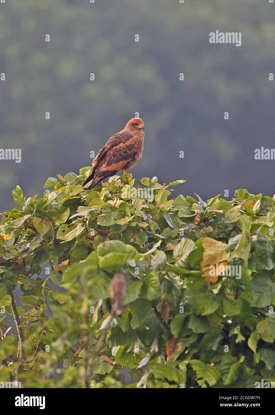 Un faucon de savane adulte Banque de photographies et d’images à haute ...
