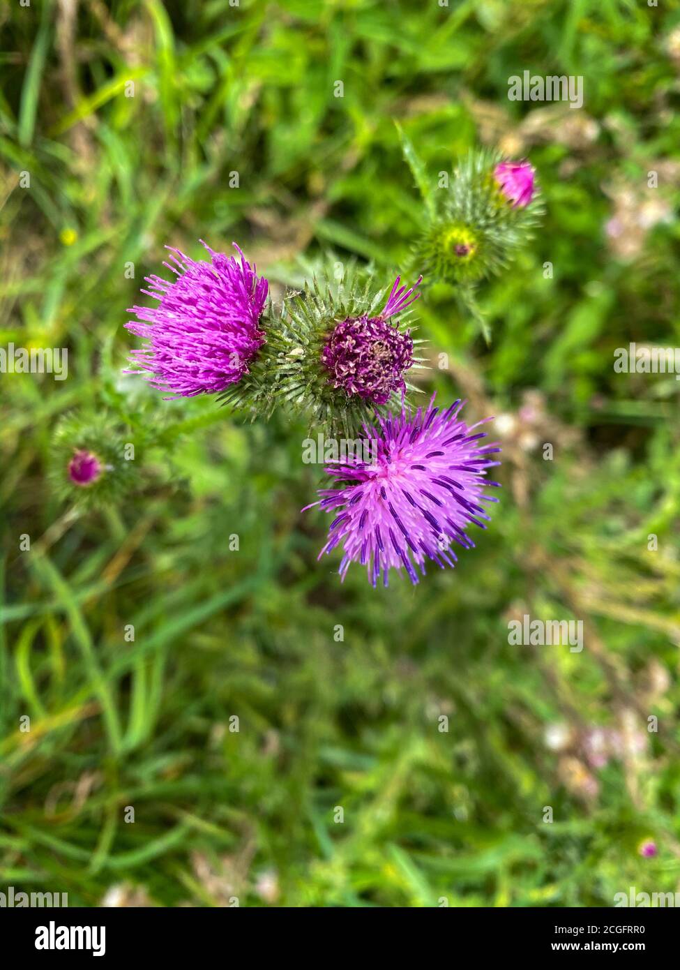 Chardon rose Banque d'image et photos - Alamy