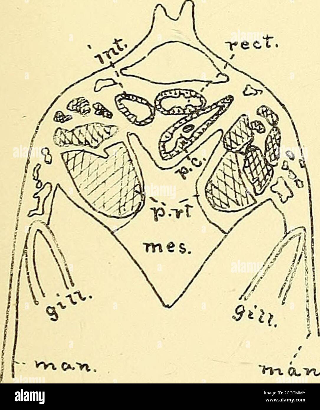 . L'anatomie des moules communes (Mytilus, latus, edulis et ...