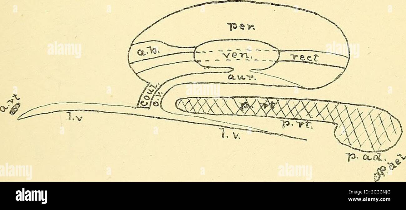 . L'anatomie des moules communes (Mytilus, latus, edulis et ...