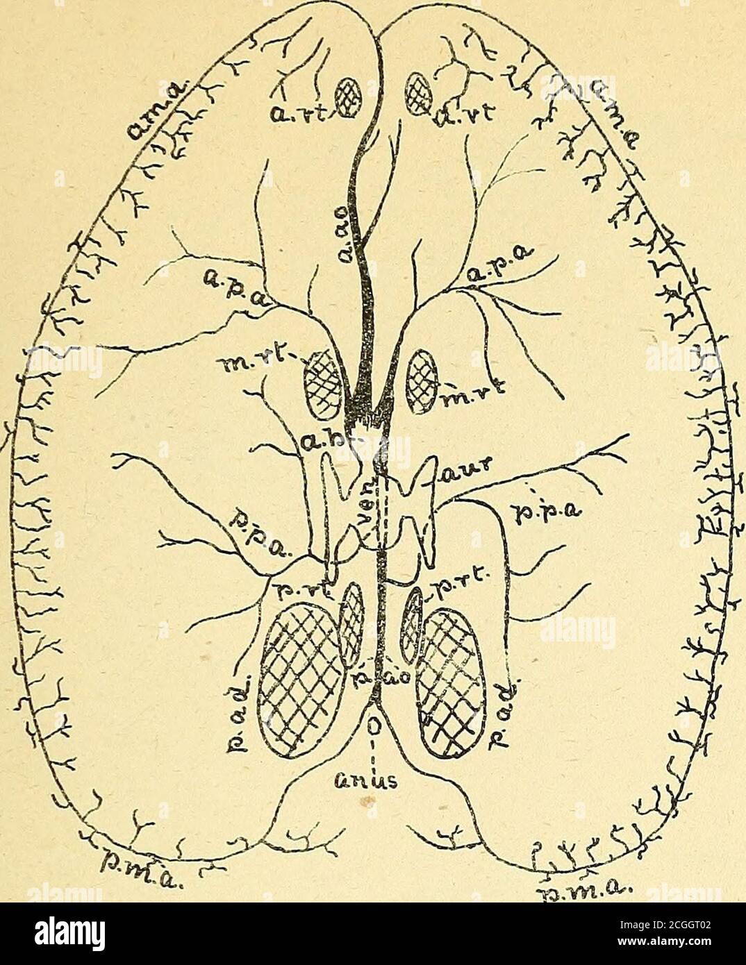 . L'anatomie des moules communes (Mytilus, latus, edulis et ...