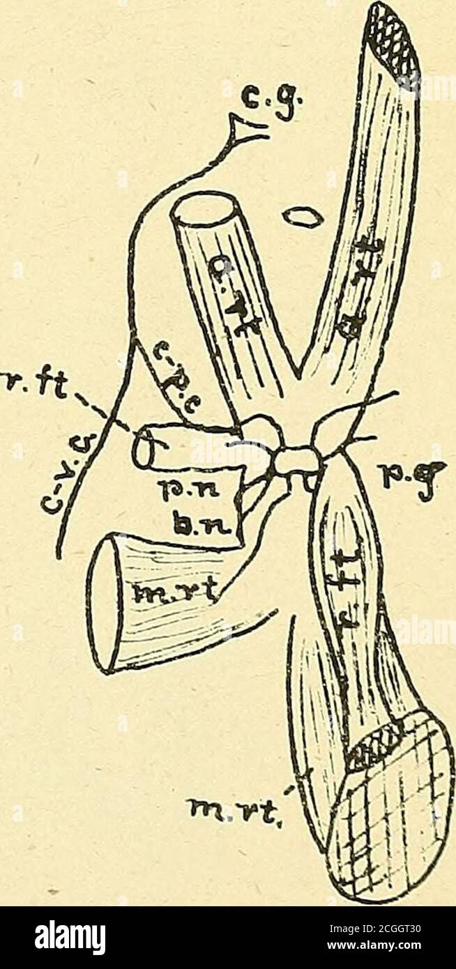 . L'anatomie des moules communes (Mytilus, latus, edulis et ...