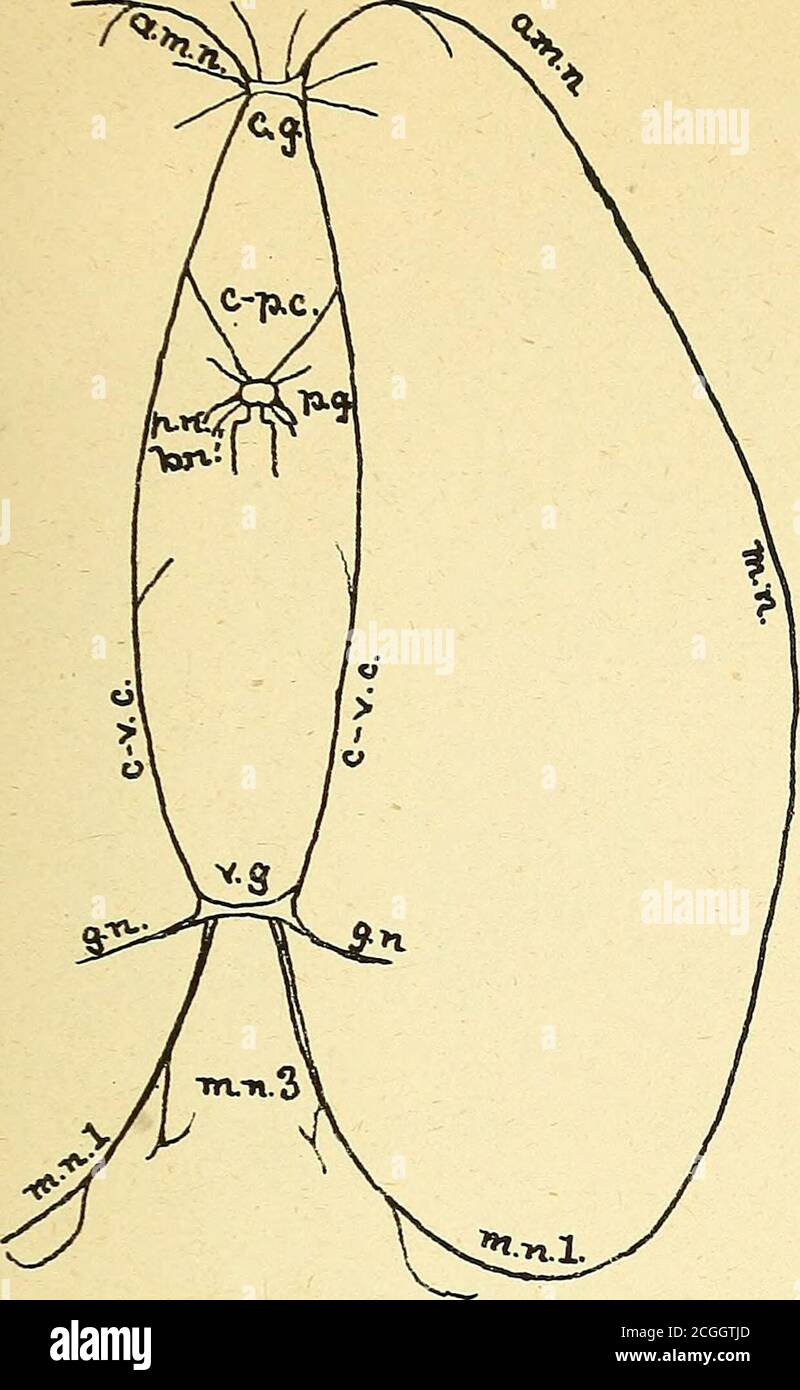 . L'anatomie des moules communes (Mytilus, latus, edulis et ...