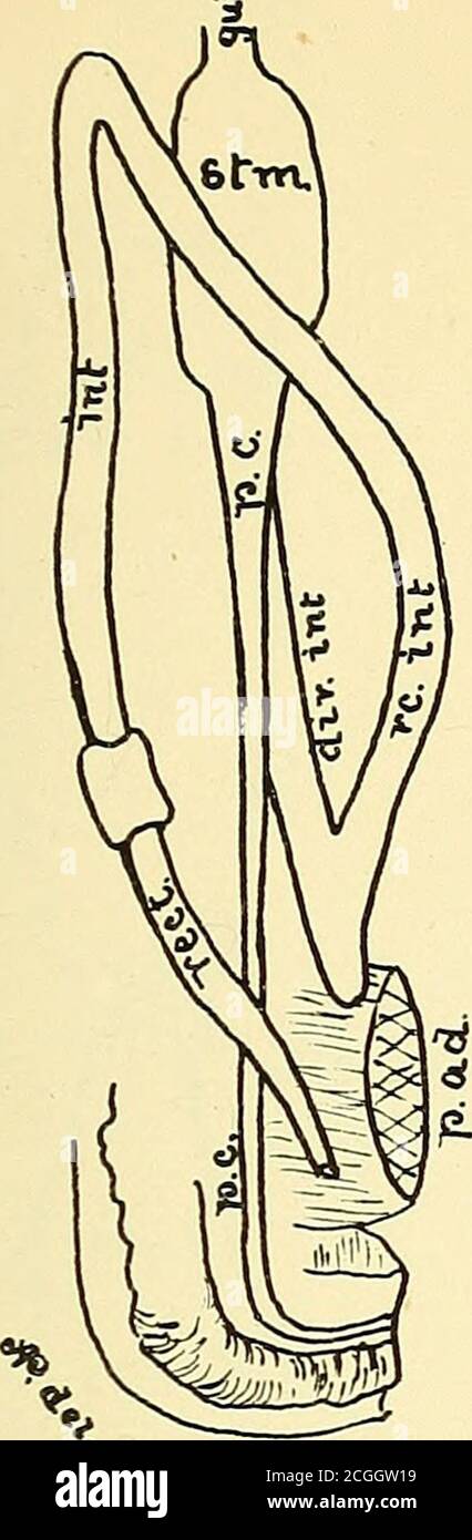 . L'anatomie des moules communes (Mytilus, latus, edulis et ...