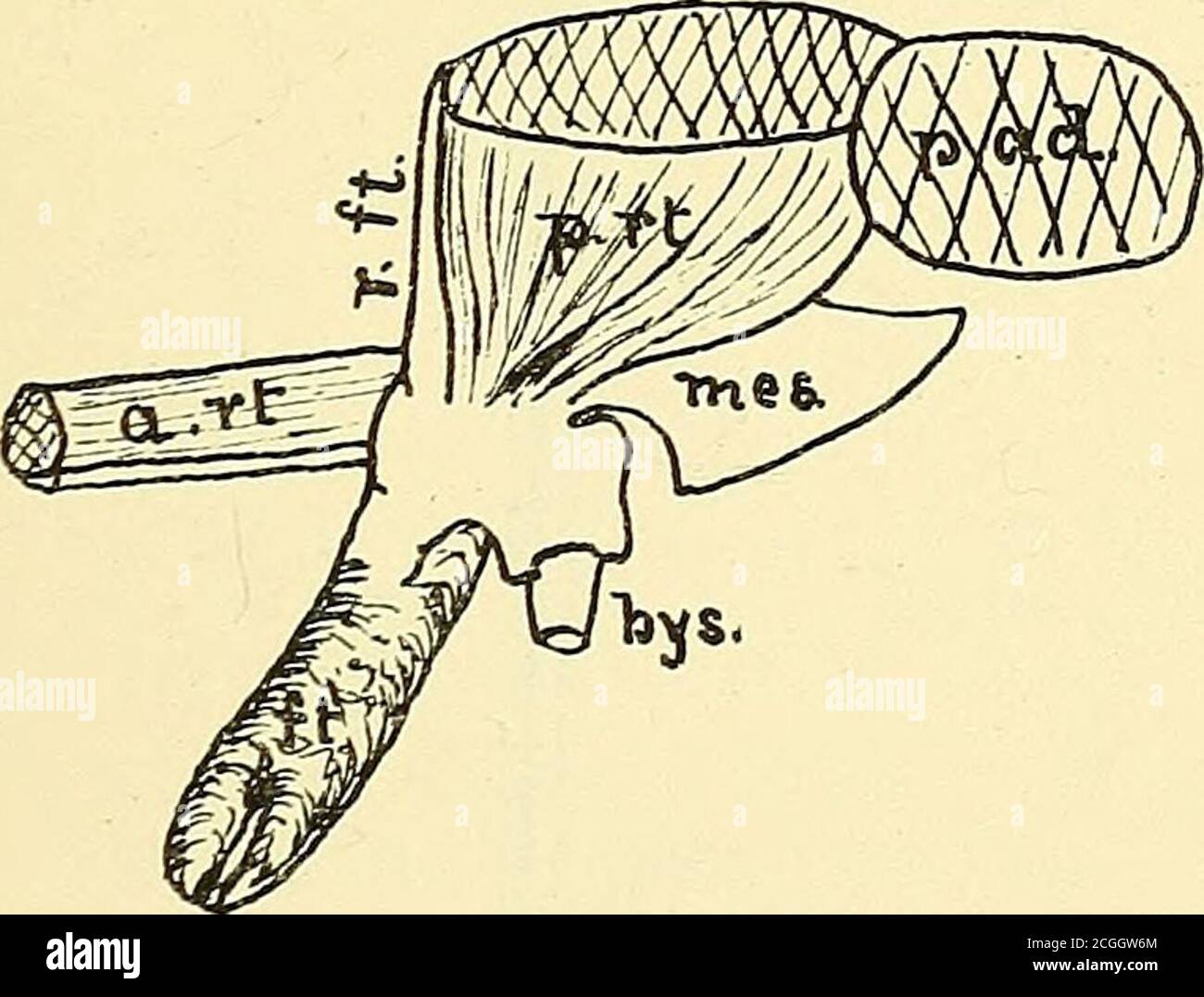 . L'anatomie des moules communes (Mytilus, latus, edulis et ...