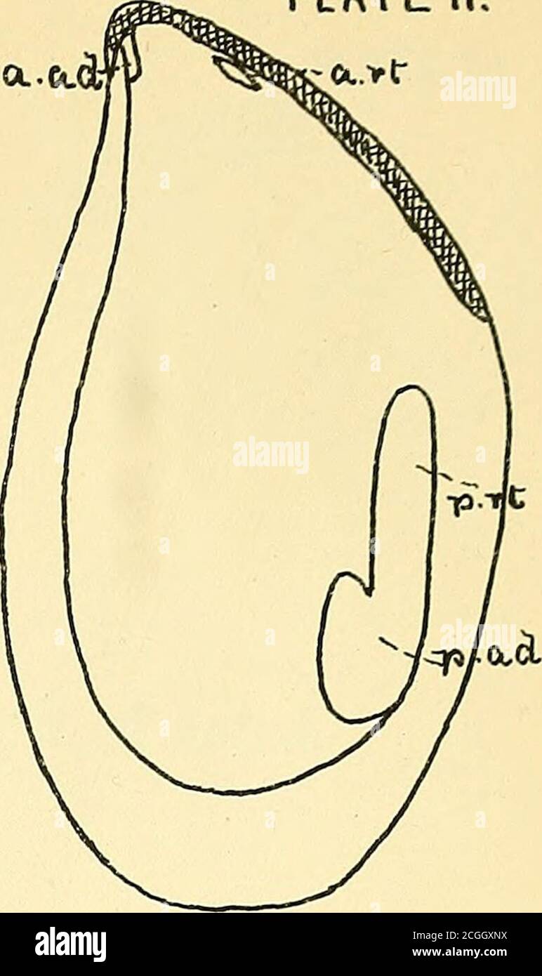 . L'anatomie des moules communes (Mytilus, latus, edulis et ...