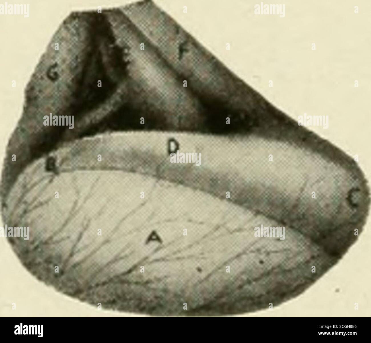 . La castration animale, un livre à l'usage des étudiants et des ...