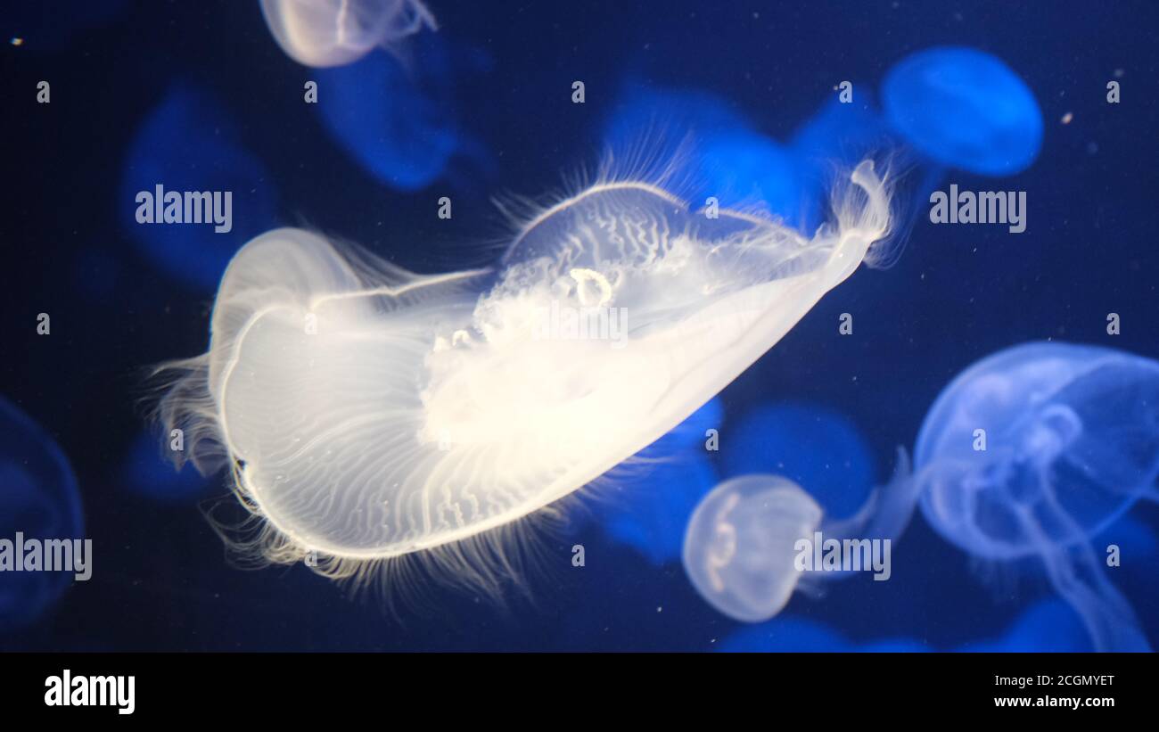 Méduse lune aurelia aurita Banque de photographies et d’images à haute ...