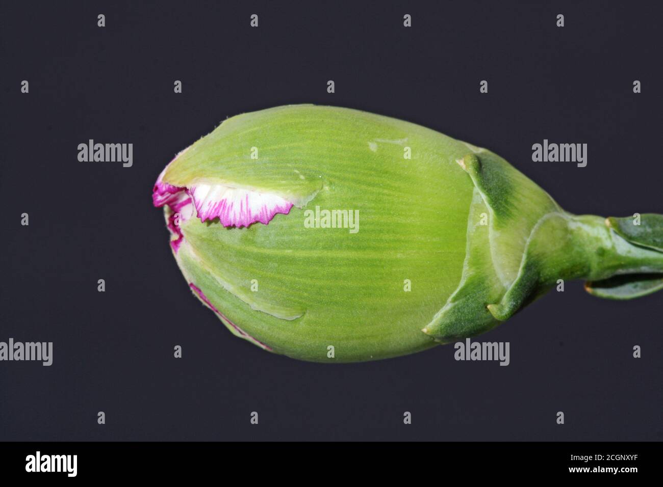 Rote nelke Banque de photographies et d’images à haute résolution - Alamy