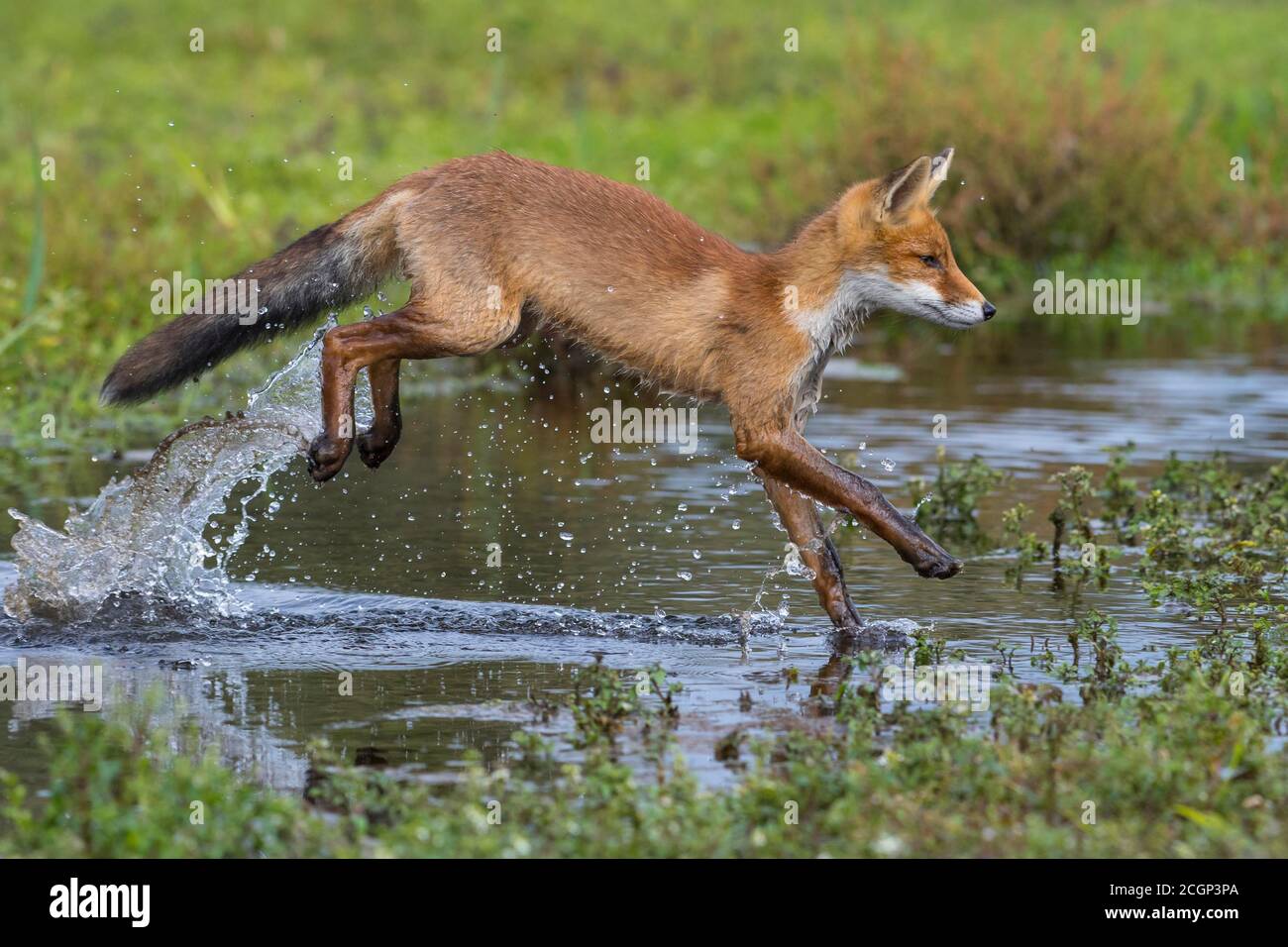 Jeune renard saute par dessus un plan d'eau Banque de photographies et ...
