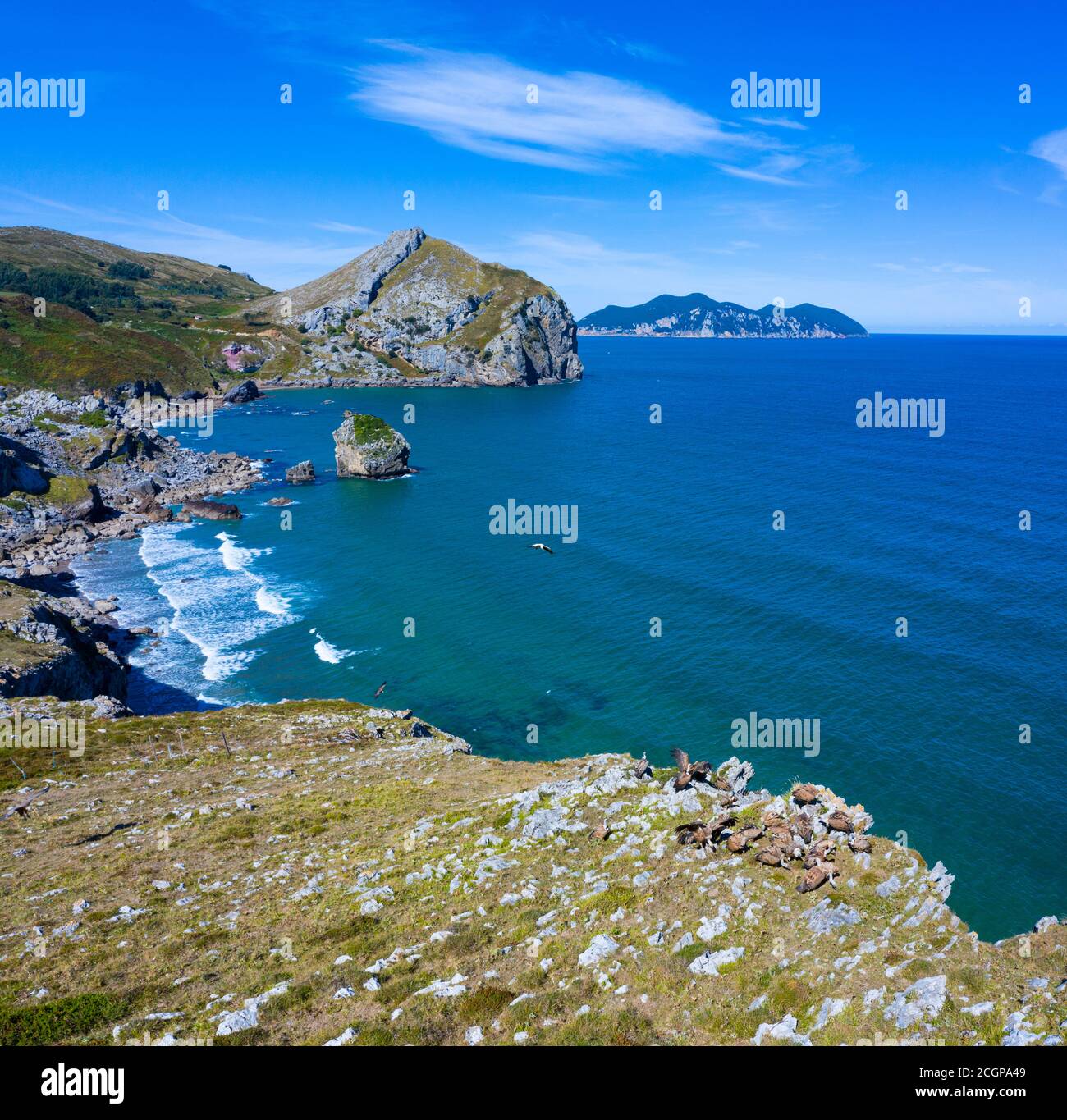 Griffon vautours (Gyps fulvus) dans les environs de la plage de San ...
