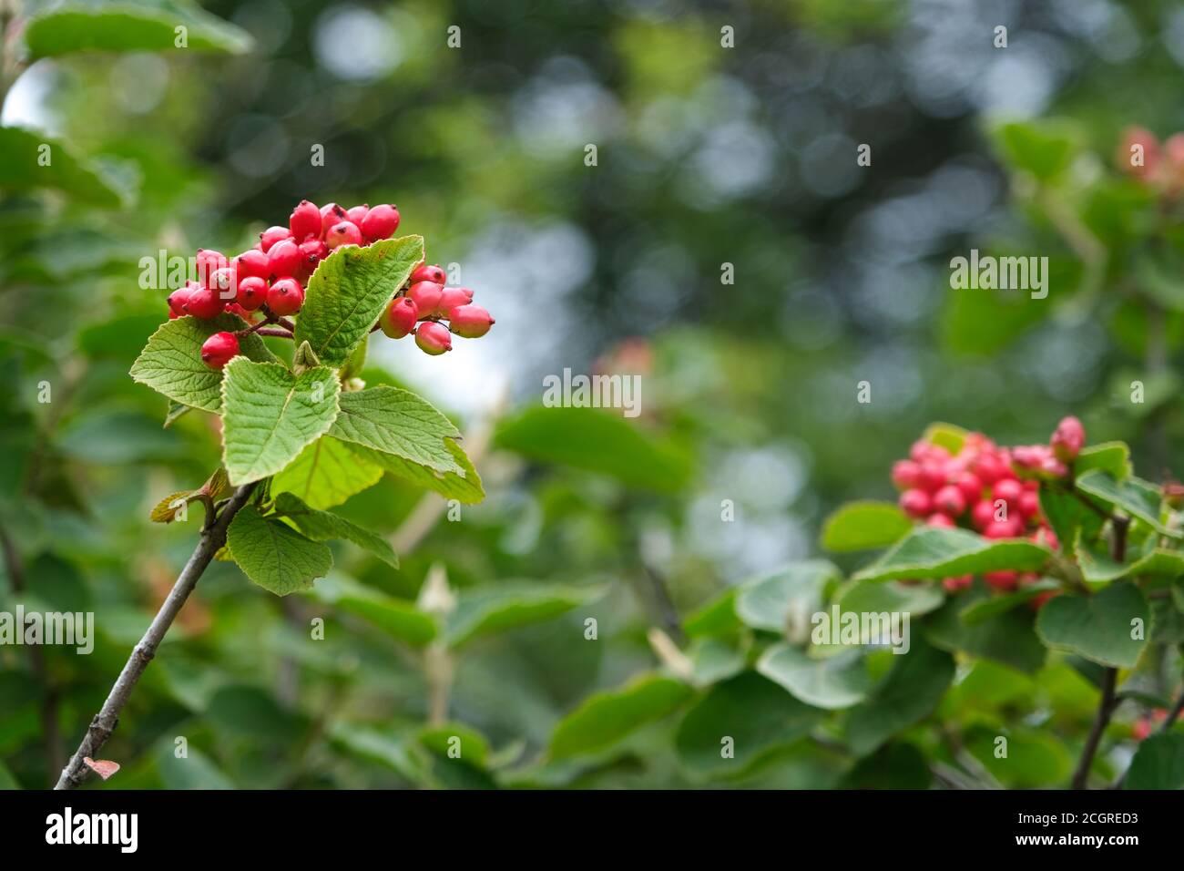 Fruits rouges sauvages Banque de photographies et d’images à haute ...
