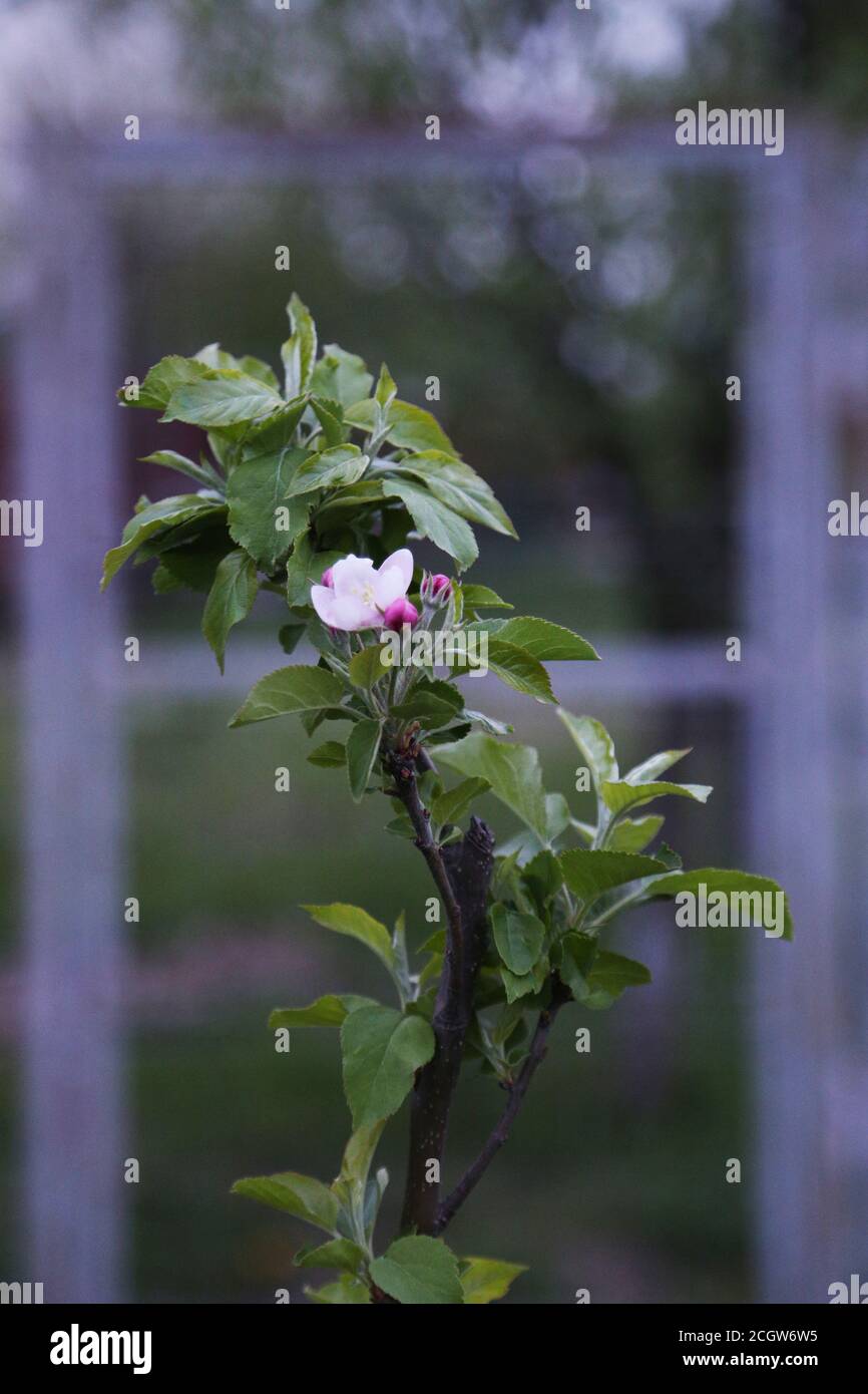 Jeune pomme Banque de photographies et d’images à haute résolution - Alamy