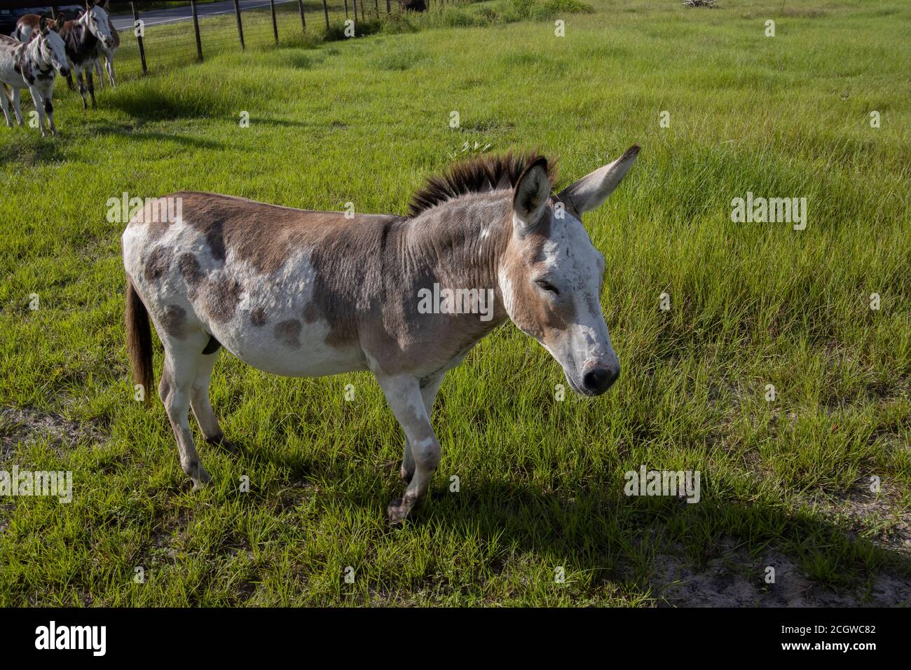 ânes mignons Banque de photographies et d’images à haute résolution ...